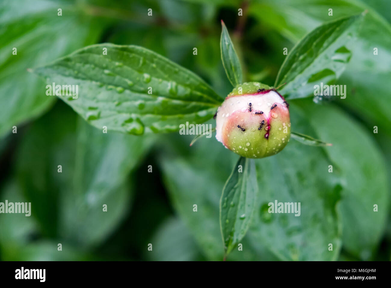 Top view of closeup ants crawling on bud of delicate flower with green ...