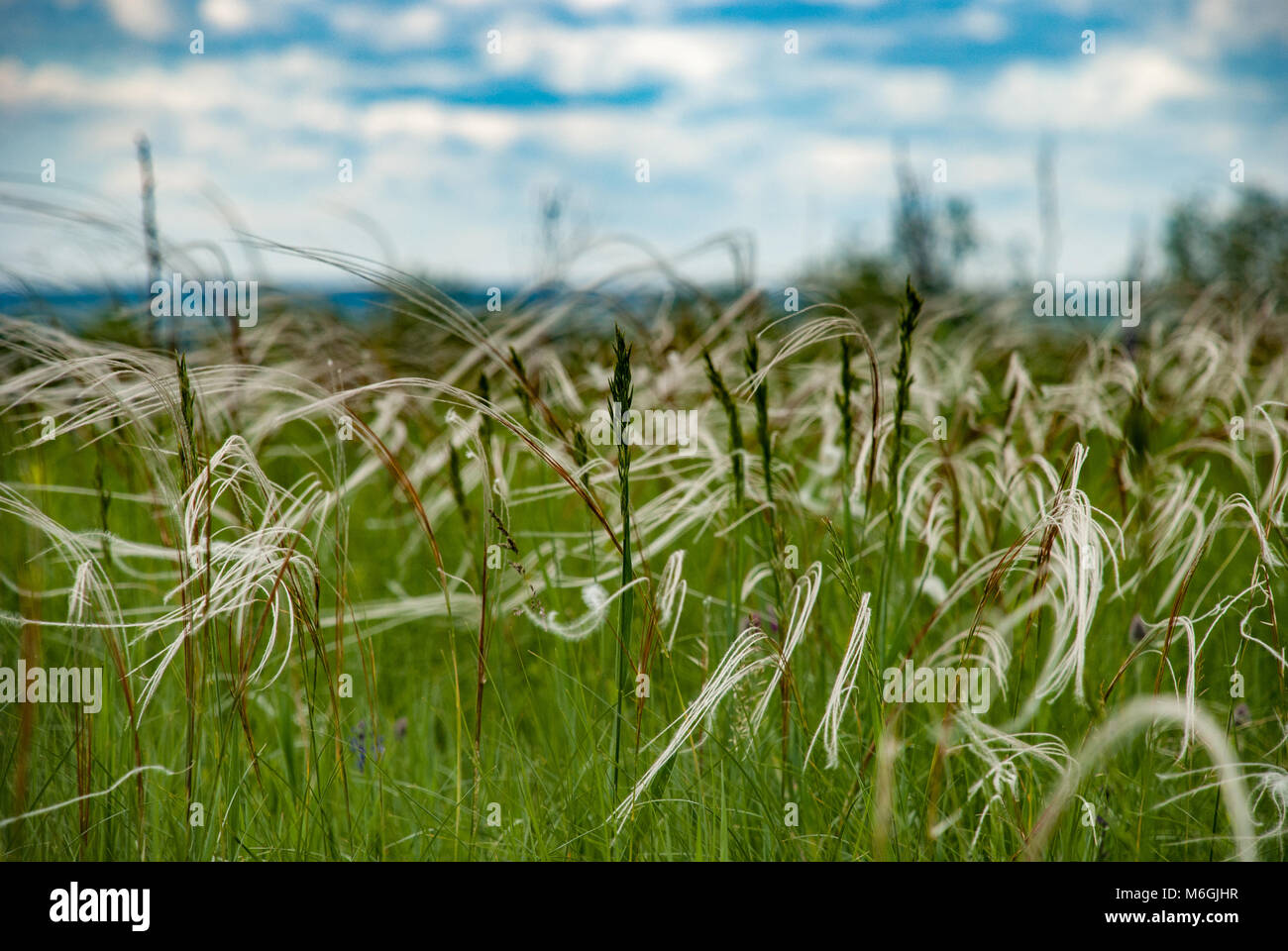 High dry spike grass in green field with blue cloudy sky in summer day ...