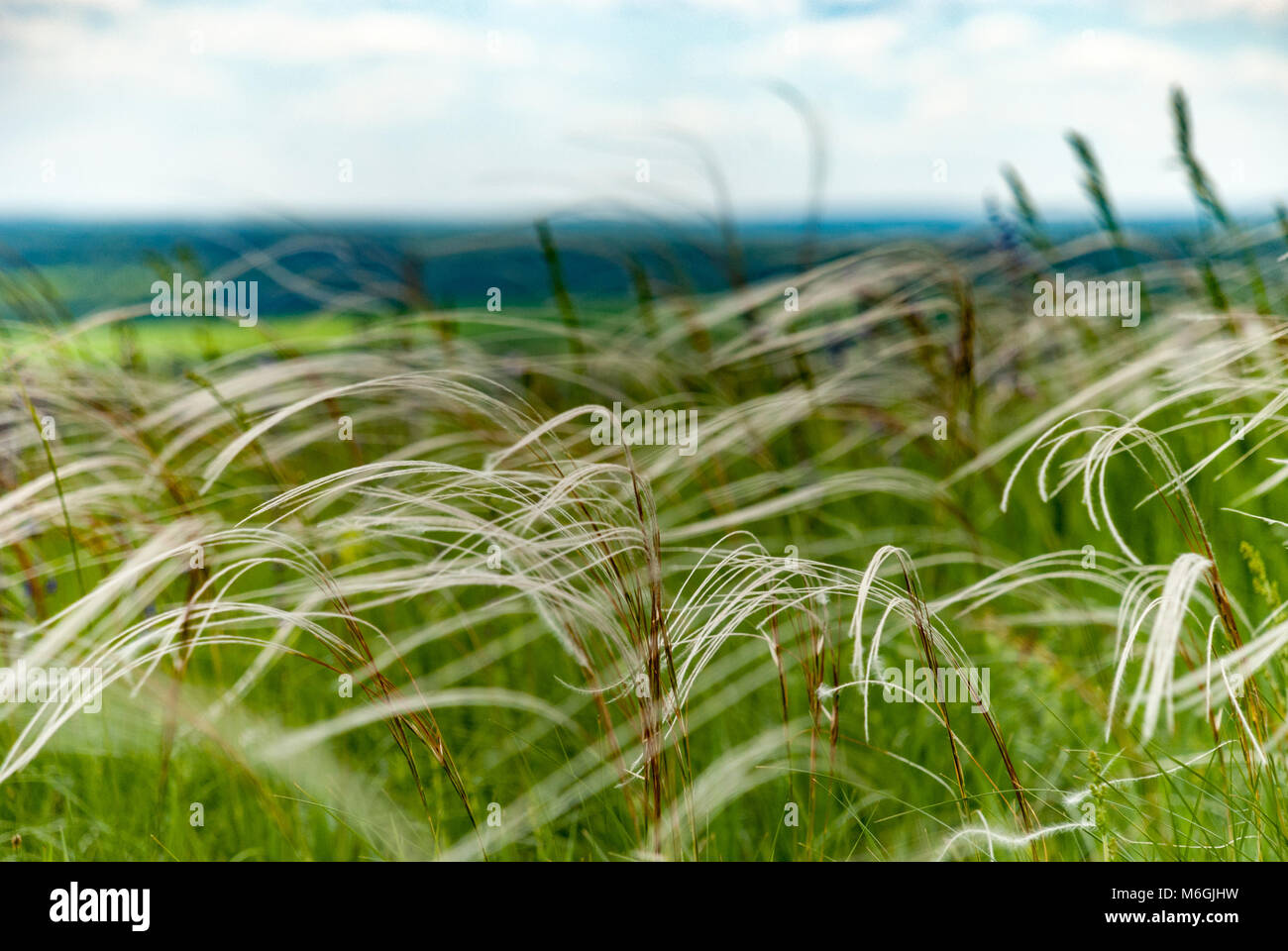 High grass field hi-res stock photography and images - Alamy