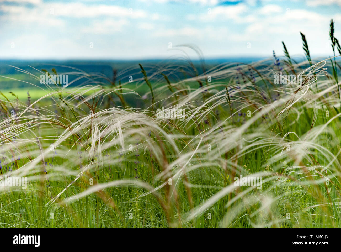 High dry spike grass in green field with blue cloudy sky in summer day ...
