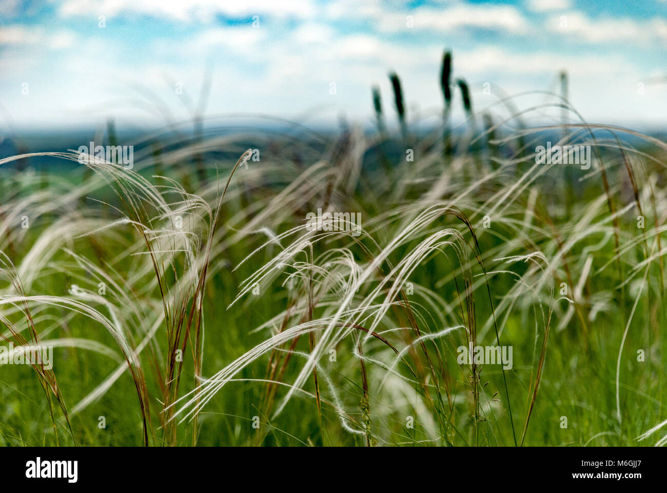 High dry spike grass in green field with blue cloudy sky in summer day ...