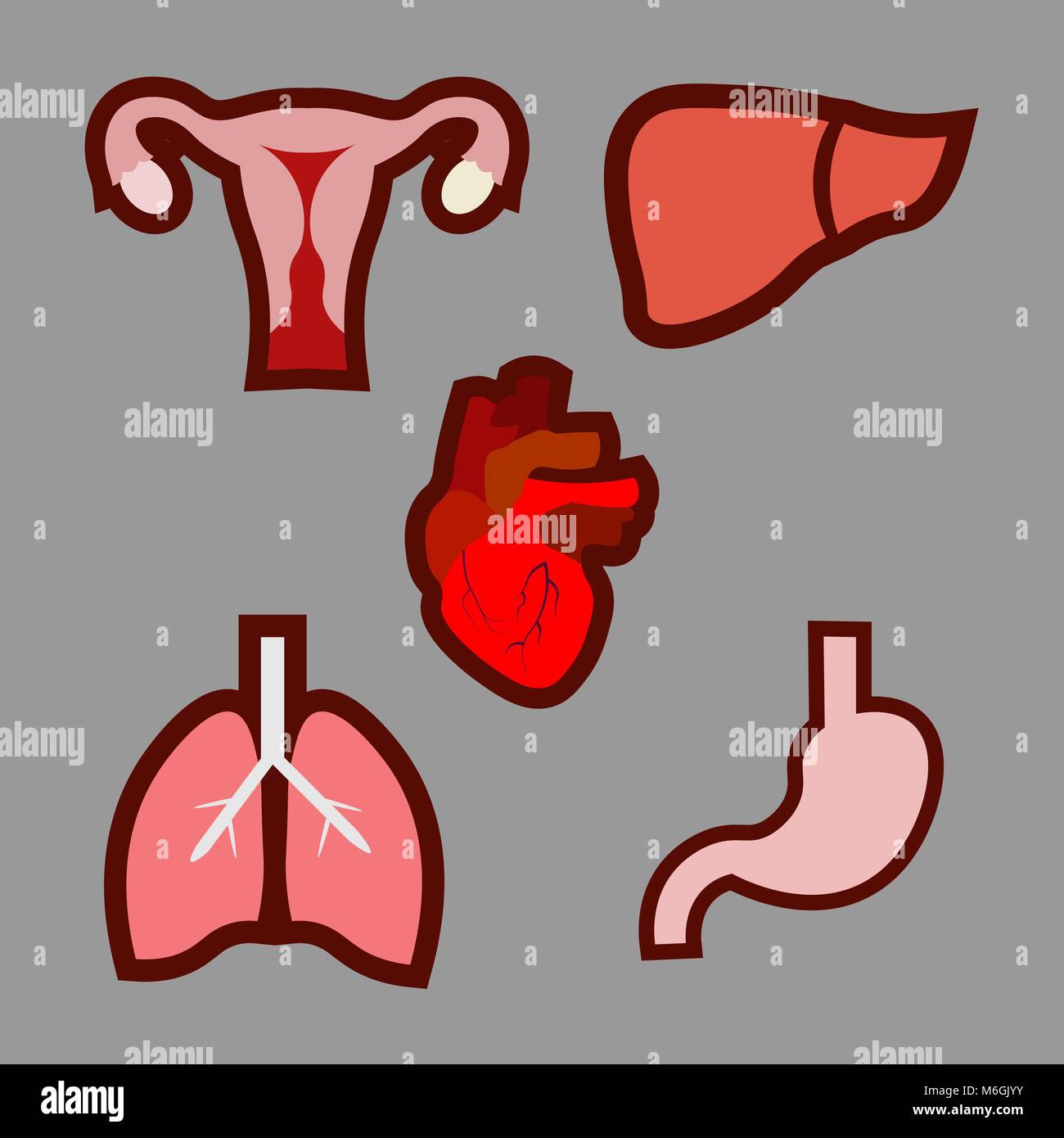 Cartoon human organs set. Anatomy of body. Reproductive system, Lungs ...