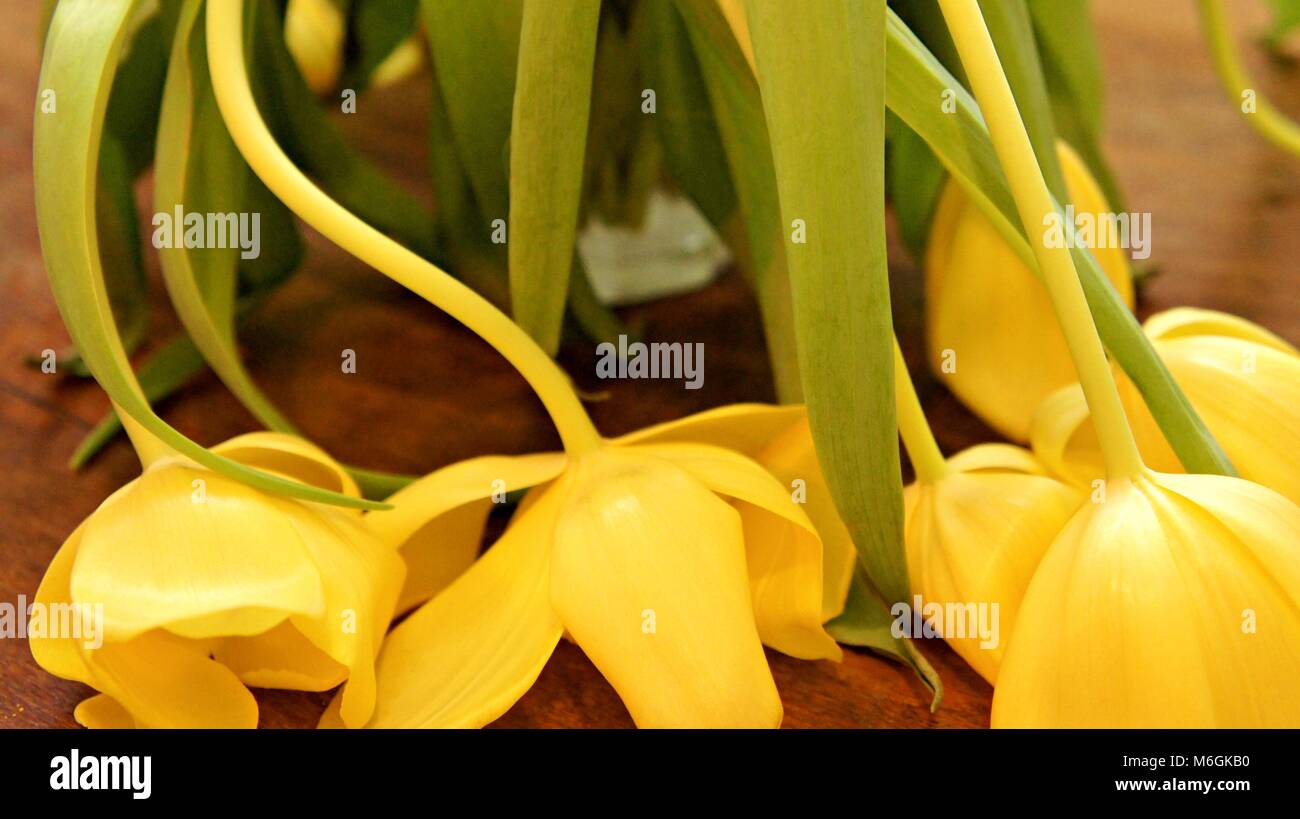springtime yellow flowers dead Stock Photo - Alamy