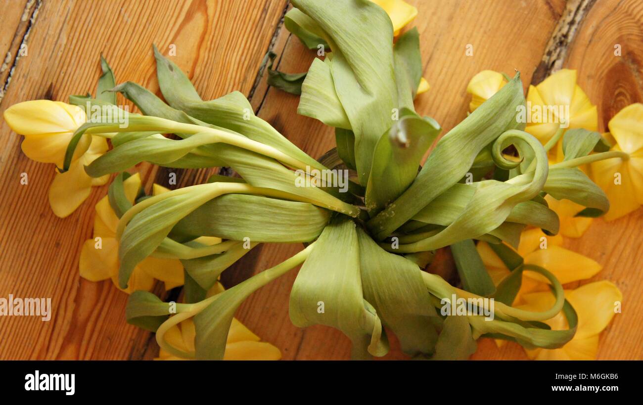 springtime yellow flowers dead Stock Photo - Alamy