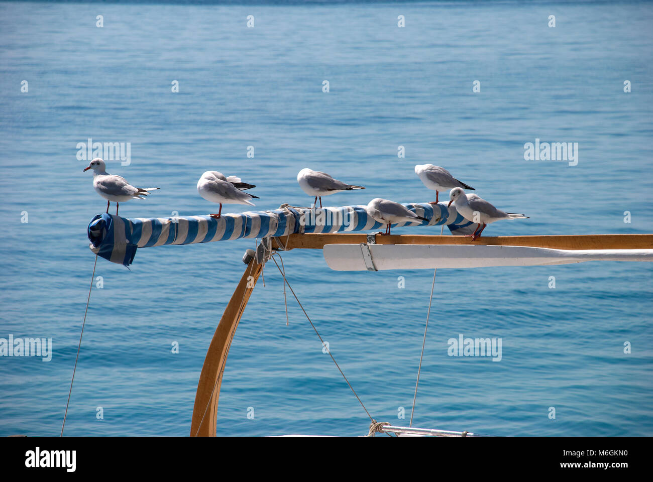 Small gorgeous seagulls sailing with boat on crossbars in serene sea ...