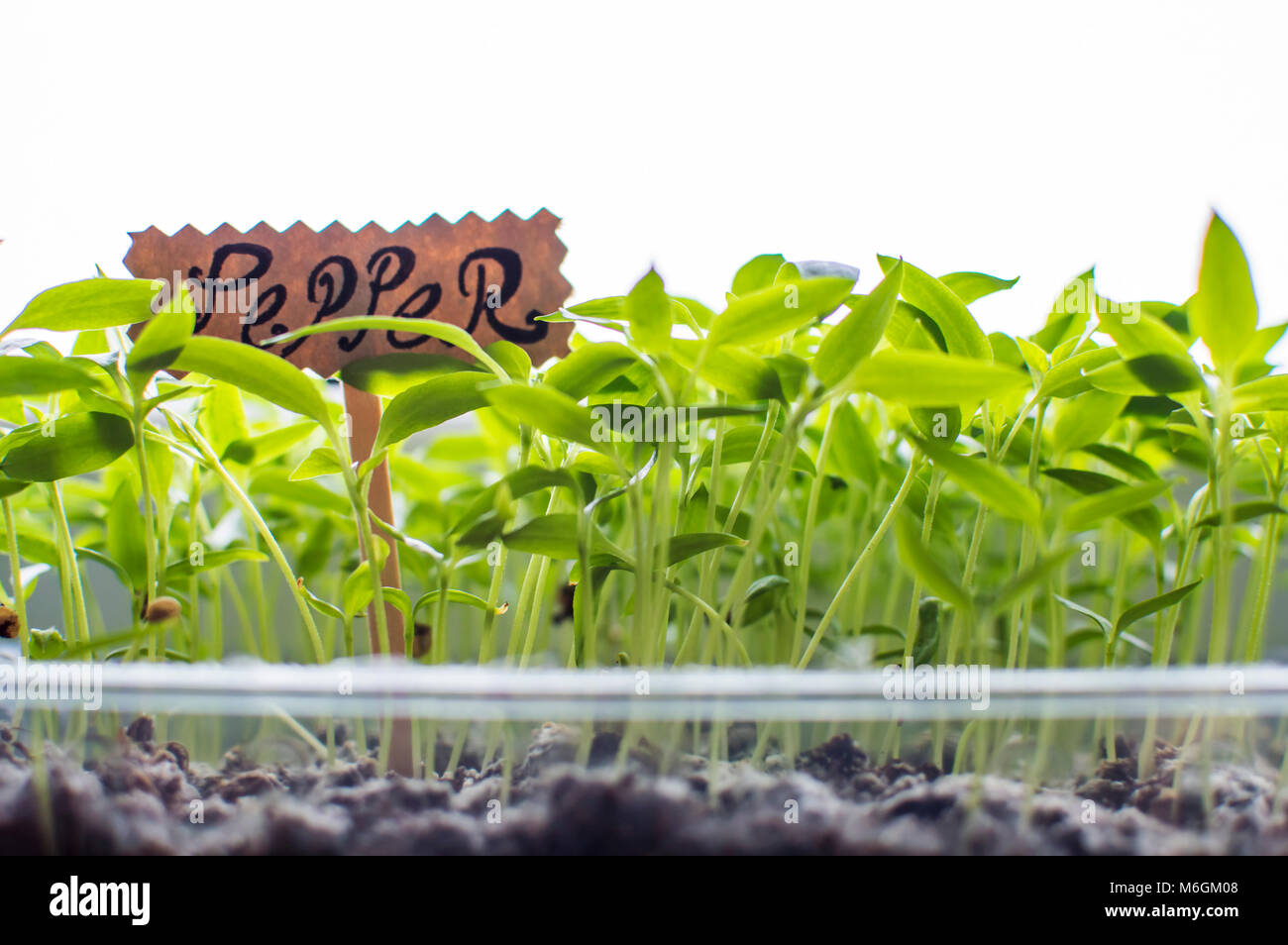 Pepper organic seedlings with label in a pot Stock Photo - Alamy