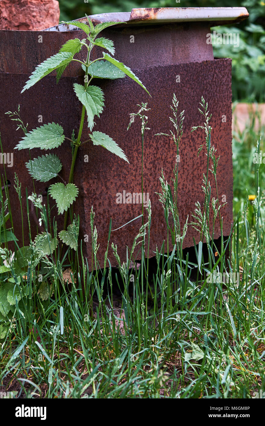 Burn nettles hi-res stock photography and images - Alamy
