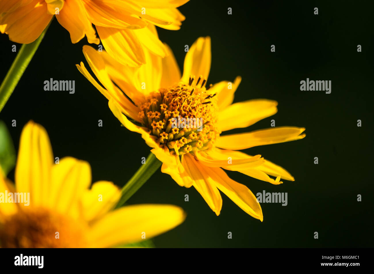 Beautiful bouquet of bright yellow flowers Heliopsis helianthoides on a ...