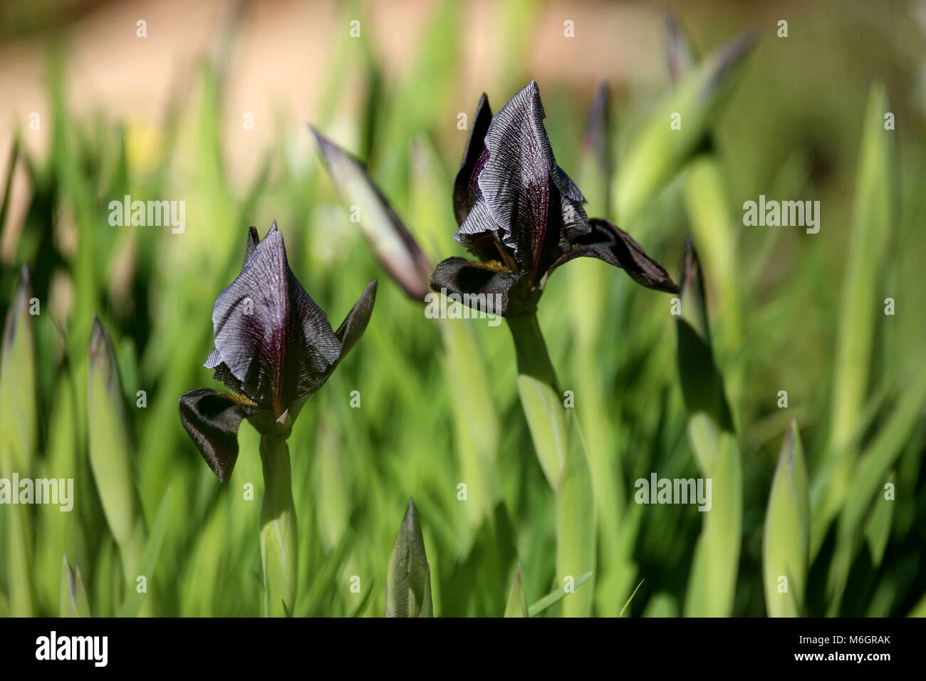 Palestine iris hi-res stock photography and images - Alamy