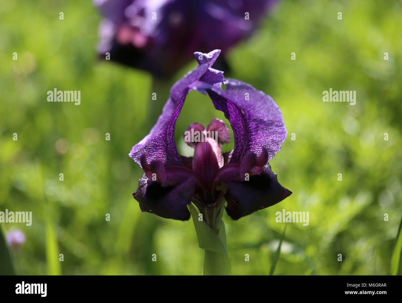 Palestine iris hi-res stock photography and images - Alamy