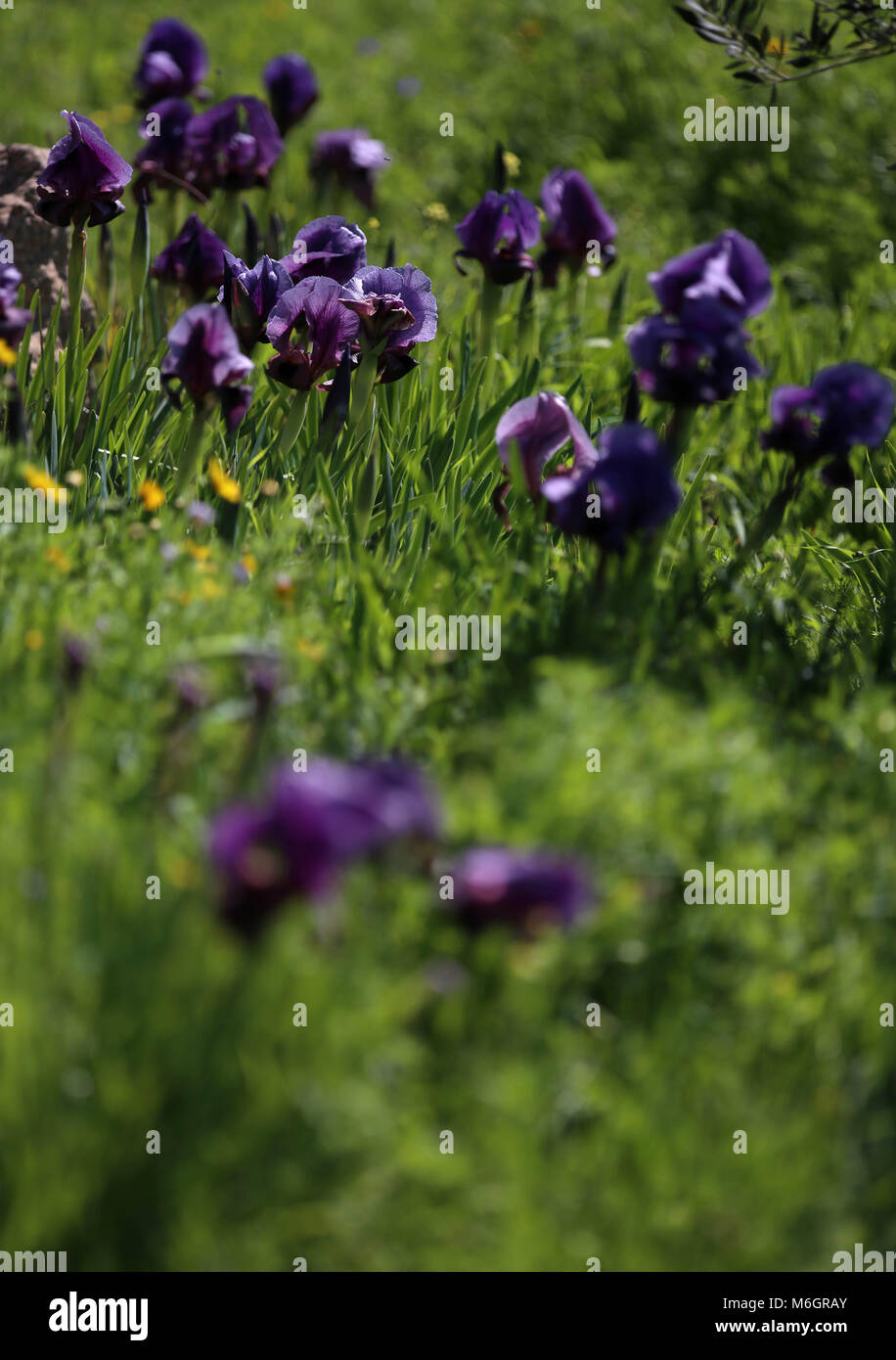Palestine iris hi-res stock photography and images - Alamy