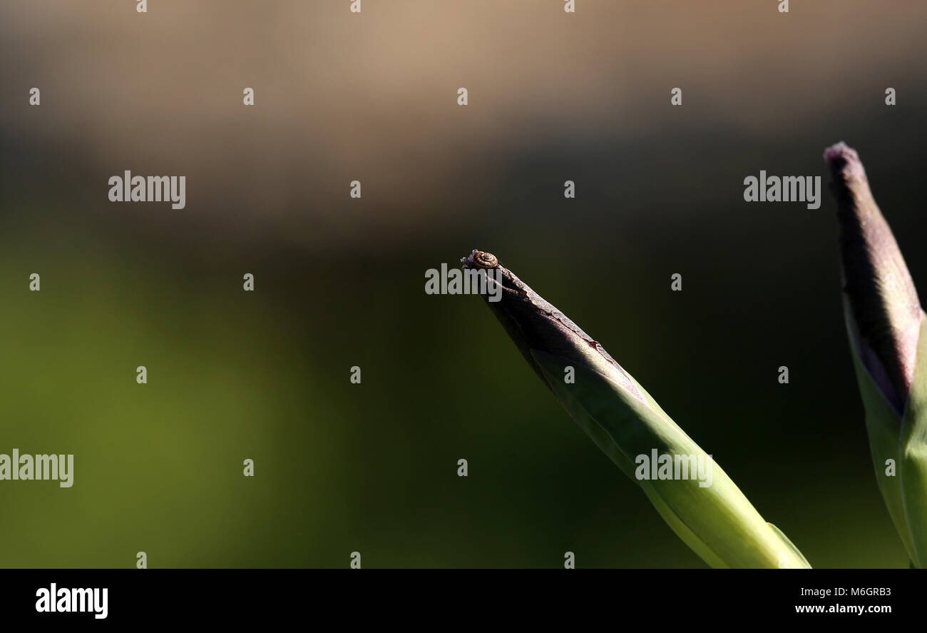 Palestine iris hi-res stock photography and images - Alamy