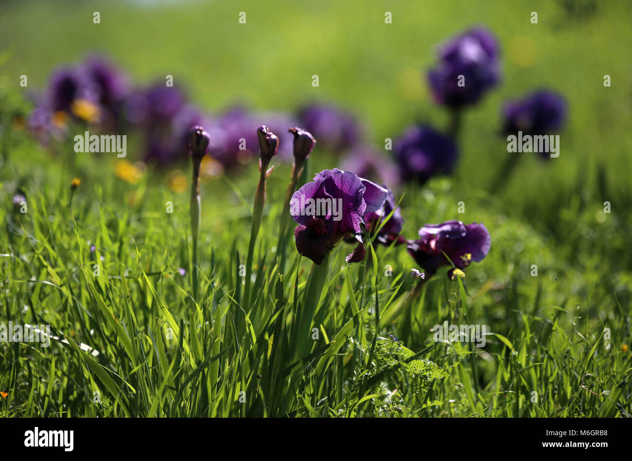 Jenin, West Bank, Palestinian Territory. 28th Feb, 2018. A picture ...