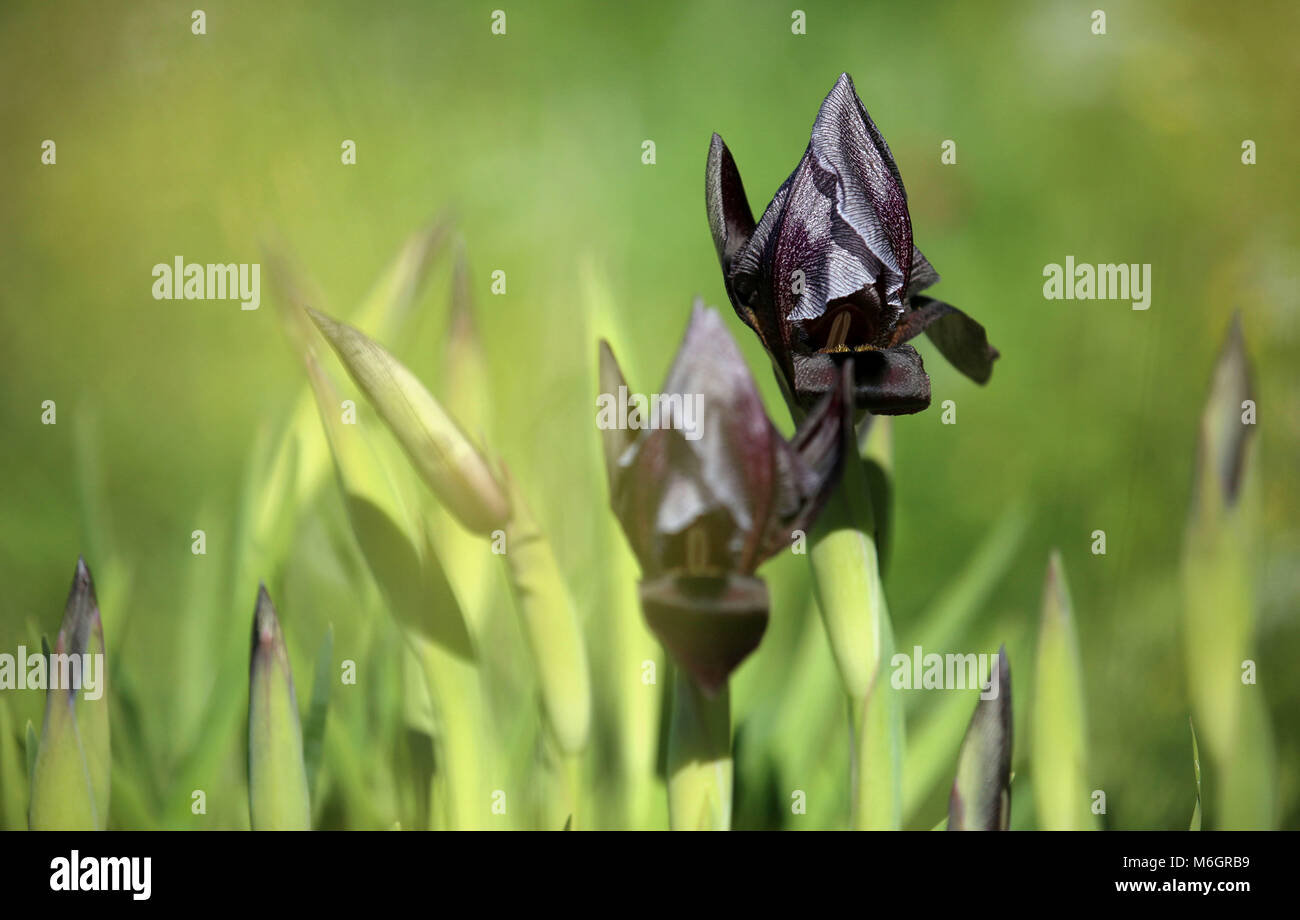 Jenin, West Bank, Palestinian Territory. 28th Feb, 2018. A picture ...