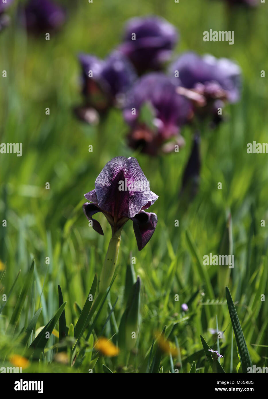 Jenin, West Bank, Palestinian Territory. 28th Feb, 2018. A picture ...