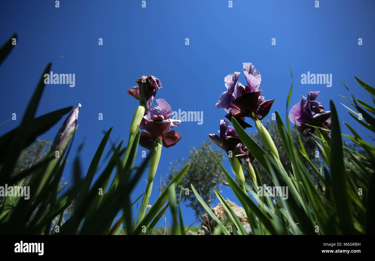 Jenin, West Bank, Palestinian Territory. 28th Feb, 2018. A picture ...