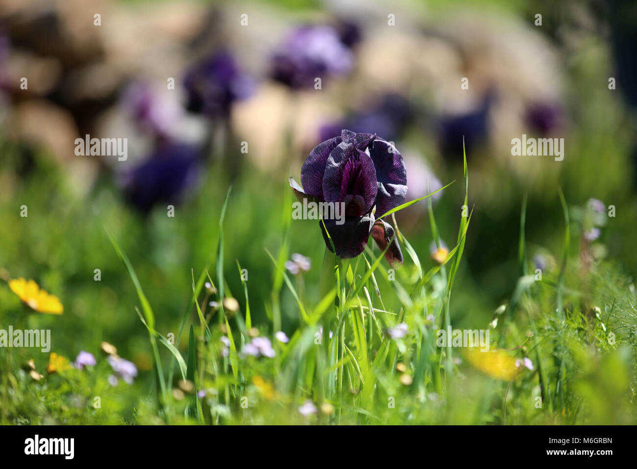 Palestine iris hi-res stock photography and images - Alamy