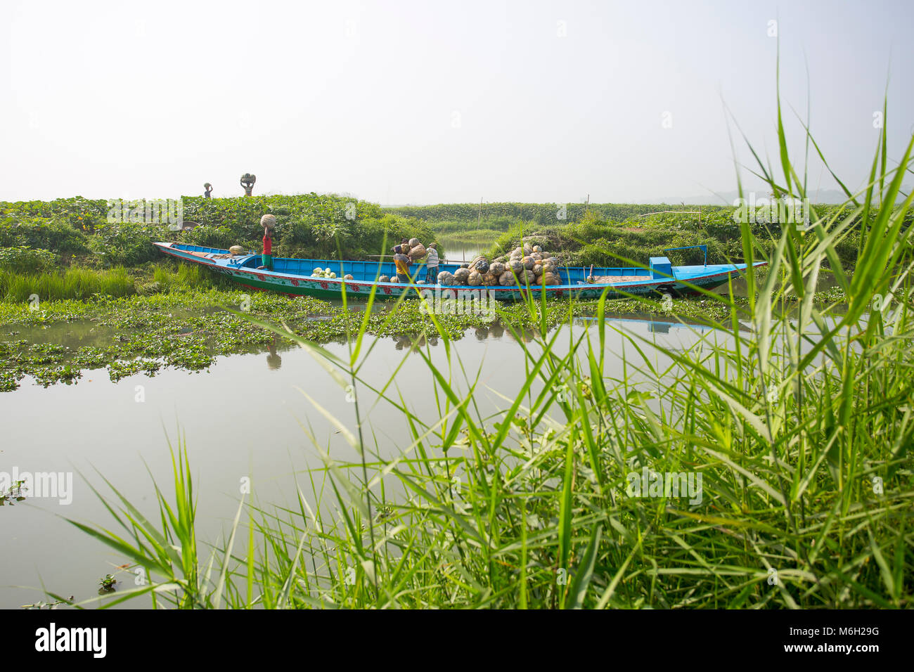 The Arial Beel (water body) of Munshiganj is famous for producing ...