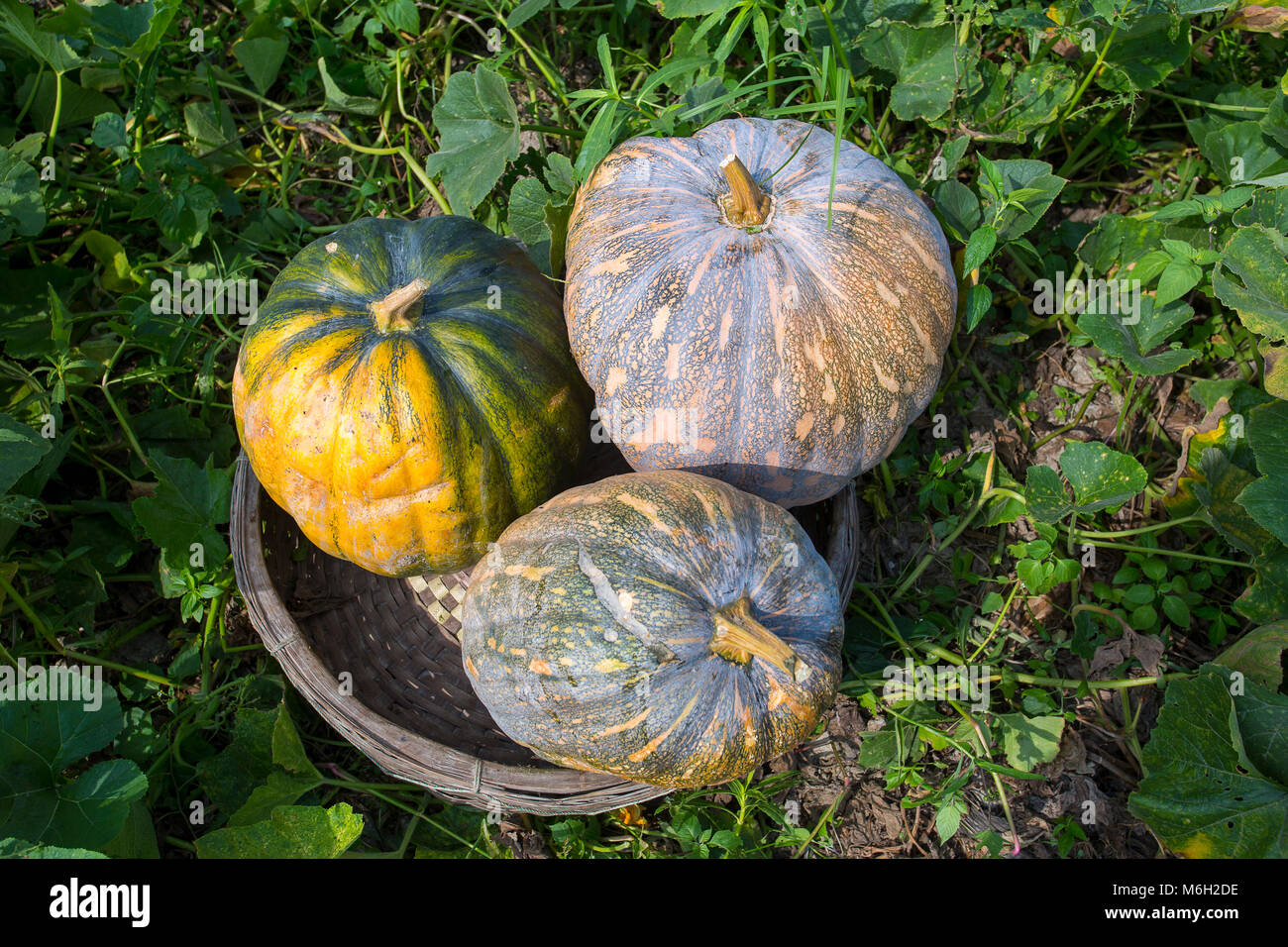 The Arial Beel (water body) of Munshiganj is famous for producing ...