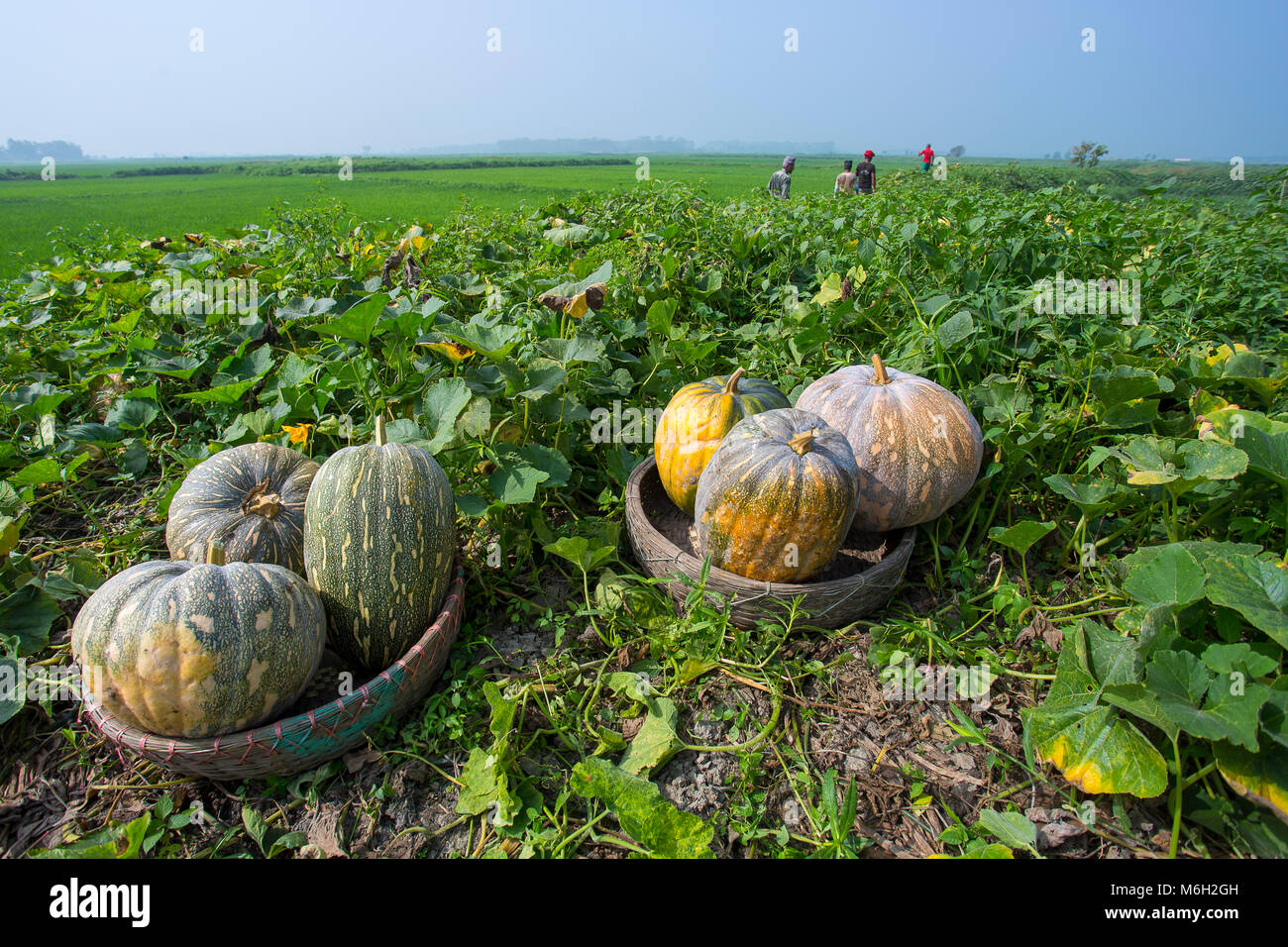 The Arial Beel (water body) of Munshiganj is famous for producing ...