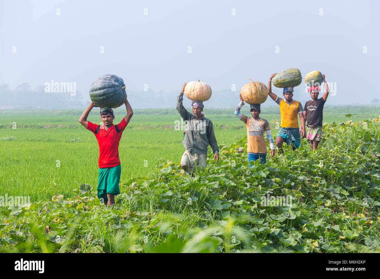 The Arial Beel (water body) of Munshiganj is famous for producing ...