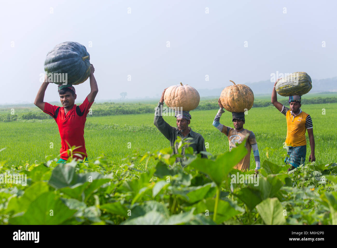 The Arial Beel (water body) of Munshiganj is famous for producing ...