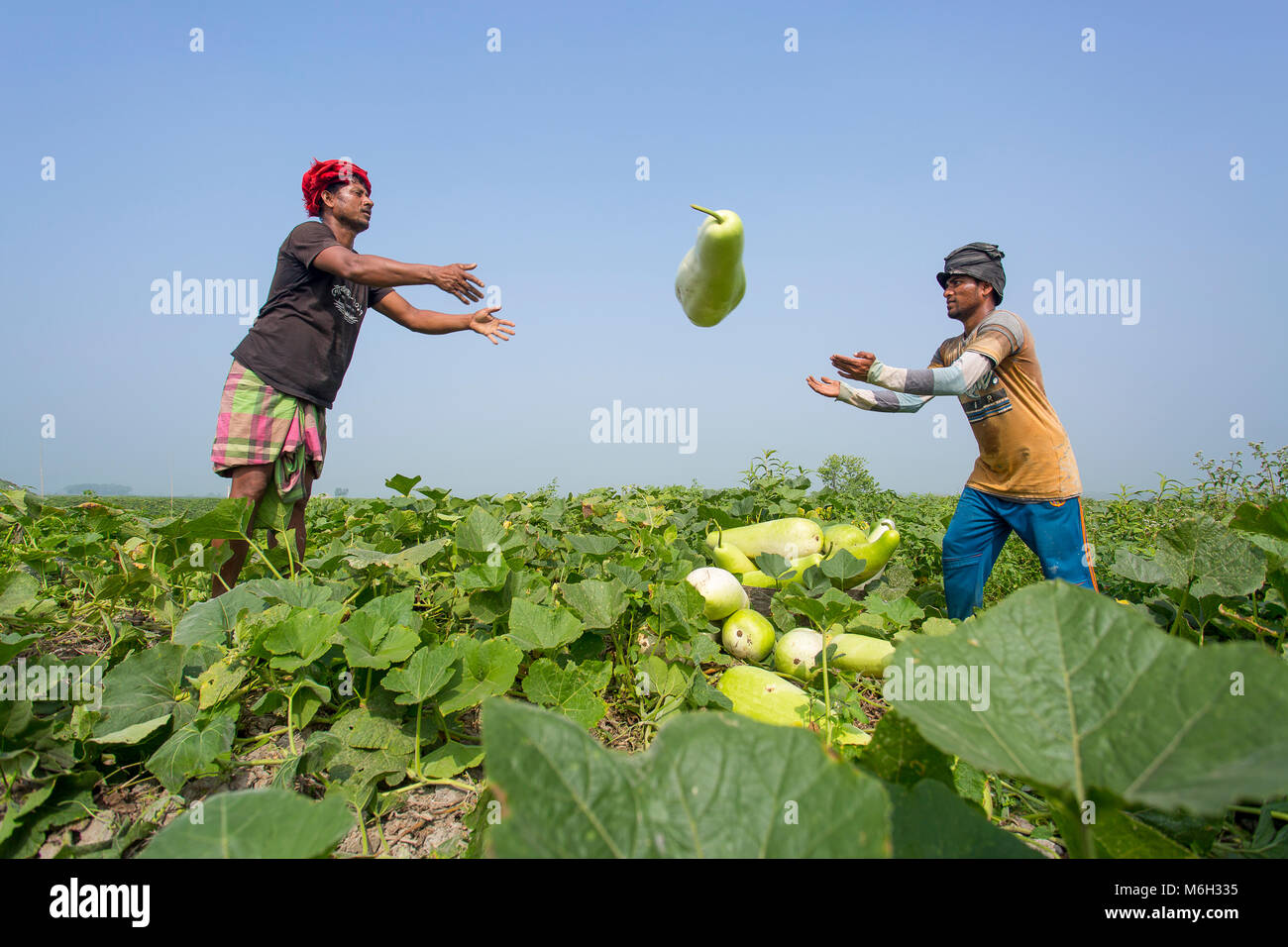The Arial Beel (water body) of Munshiganj is famous for producing ...