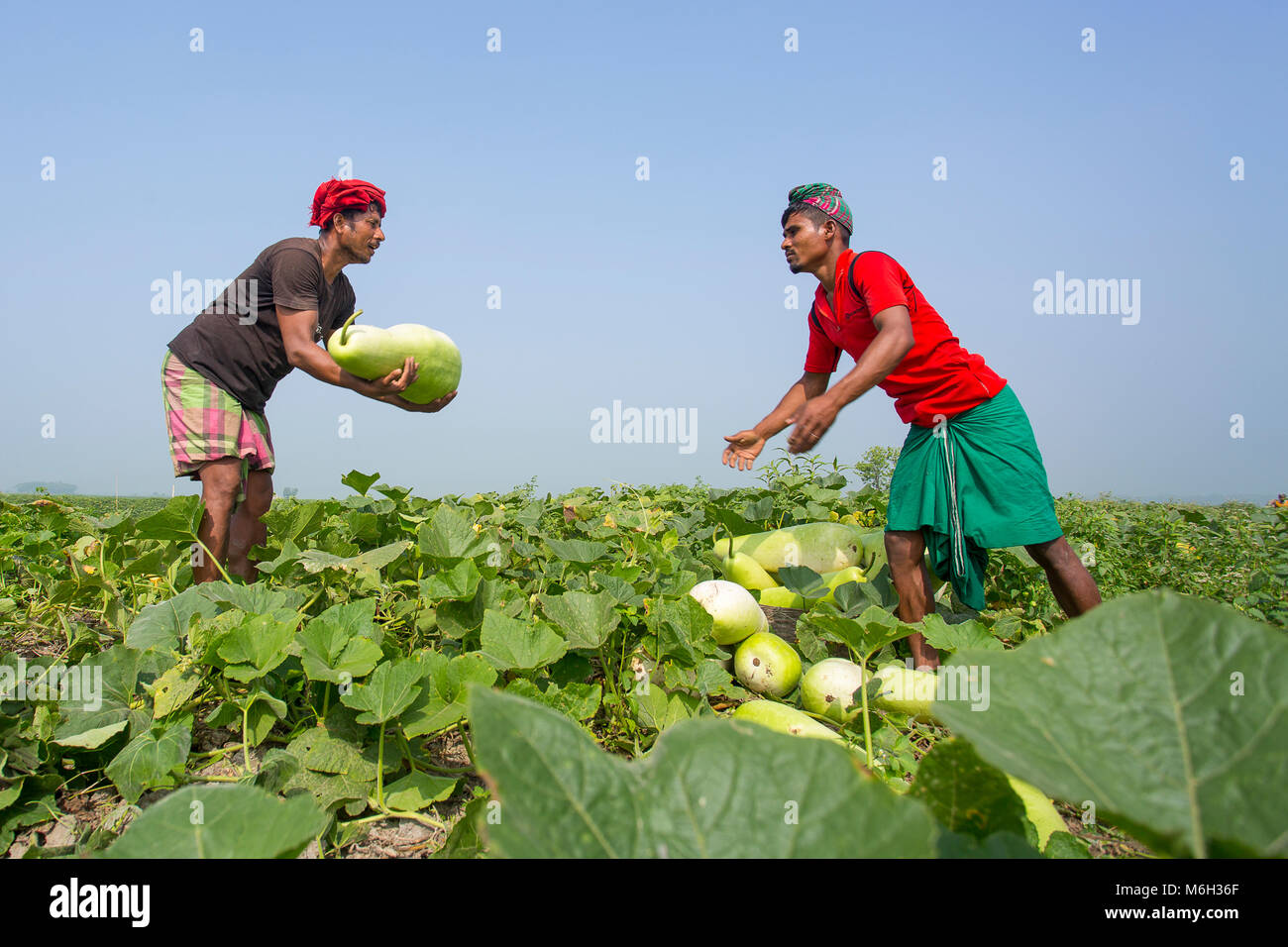 The Arial Beel (water body) of Munshiganj is famous for producing ...