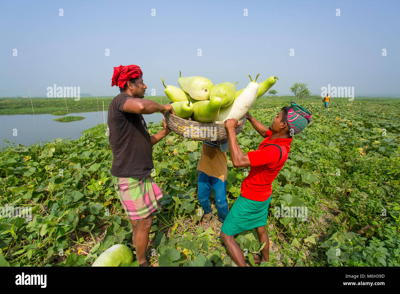 The Arial Beel (water body) of Munshiganj is famous for producing ...