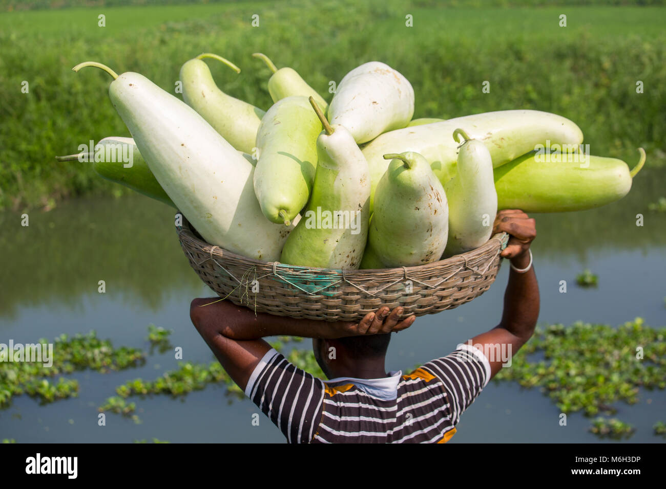 The Arial Beel (water body) of Munshiganj is famous for producing ...