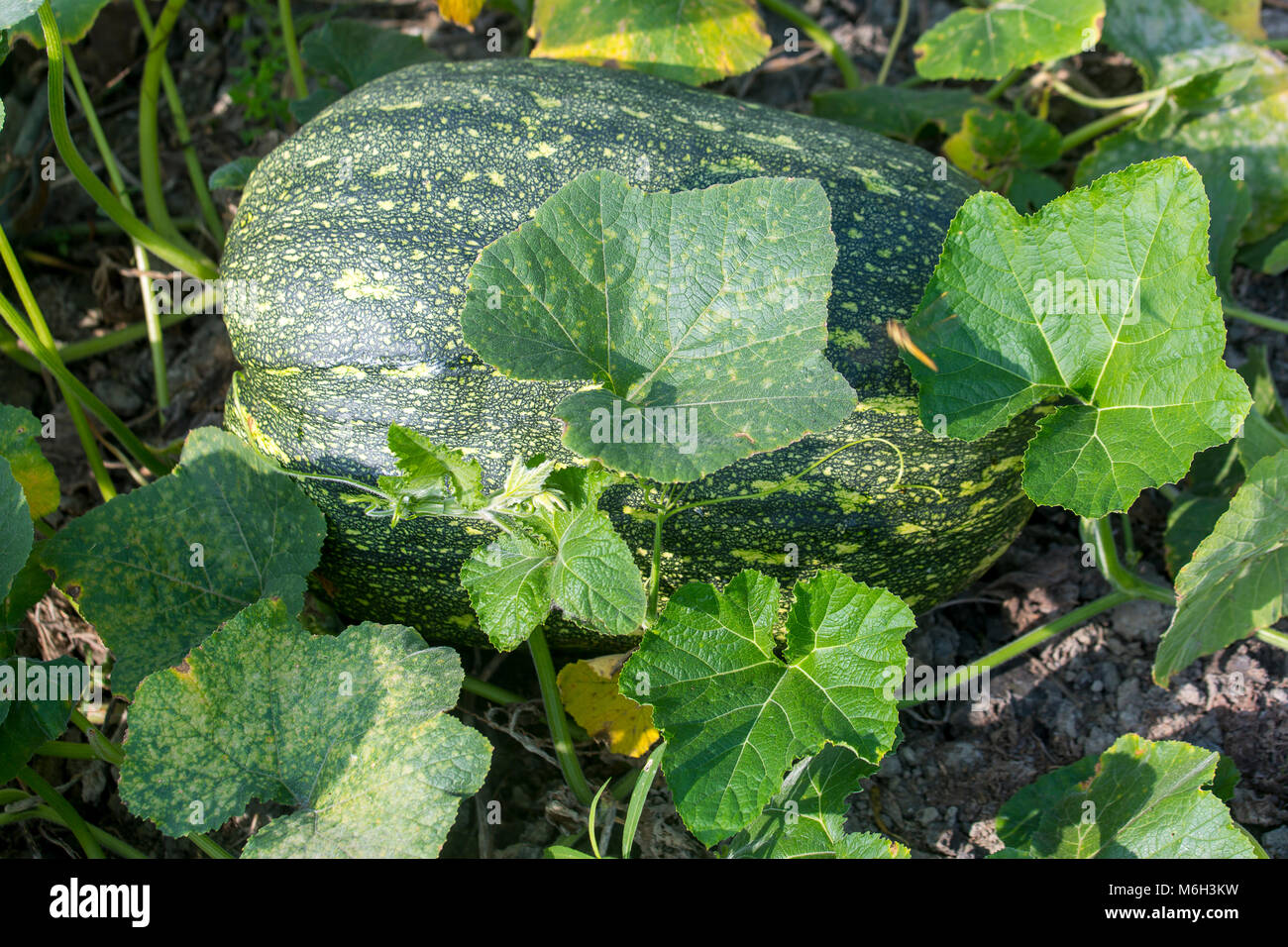 The Arial Beel (water body) of Munshiganj is famous for producing ...
