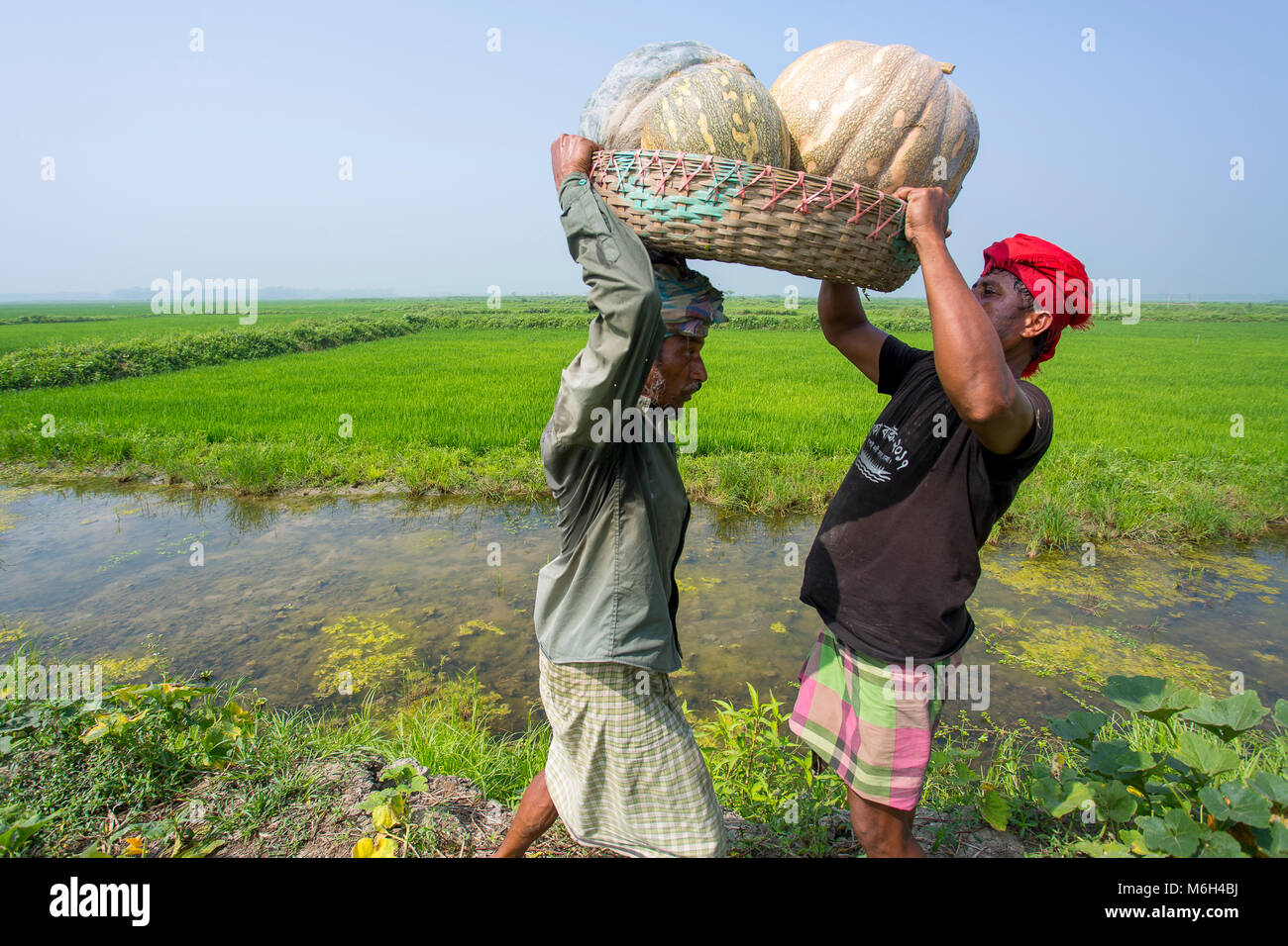 The Arial Beel (water body) of Munshiganj is famous for producing ...