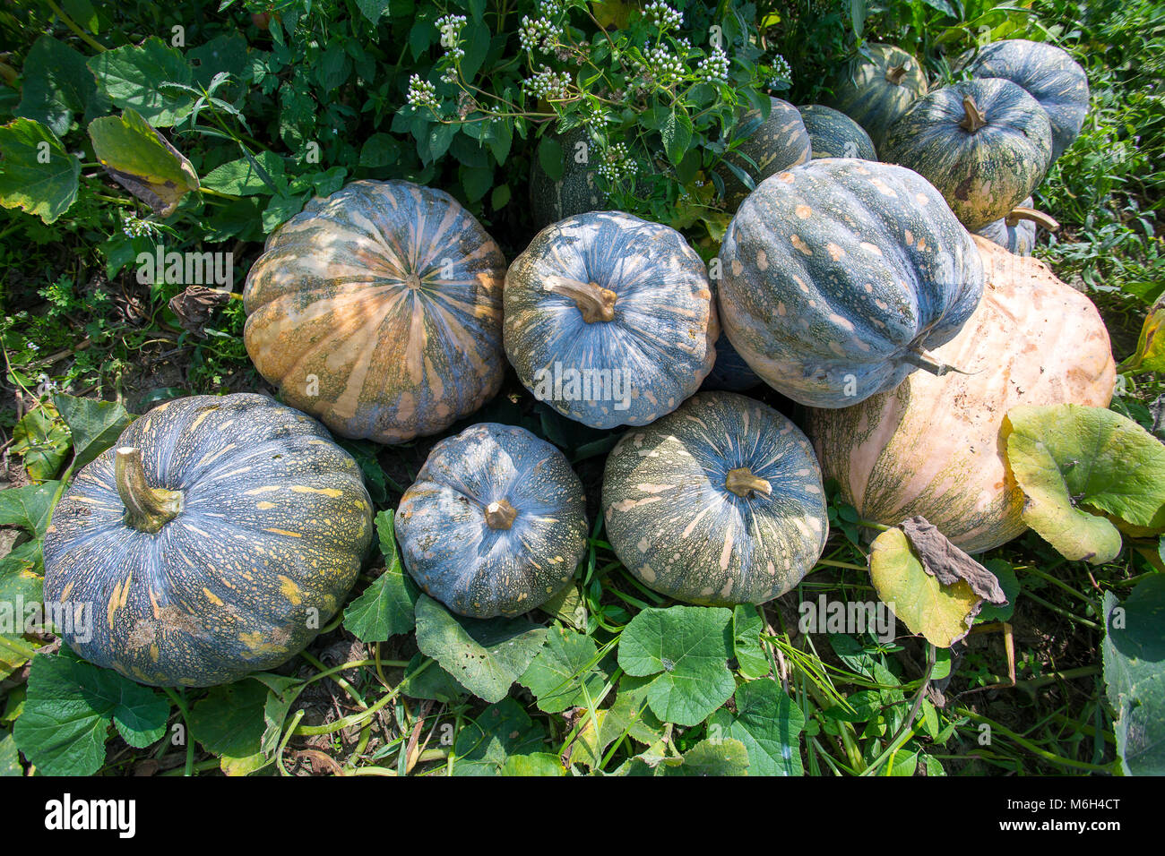 The Arial Beel (water body) of Munshiganj is famous for producing ...