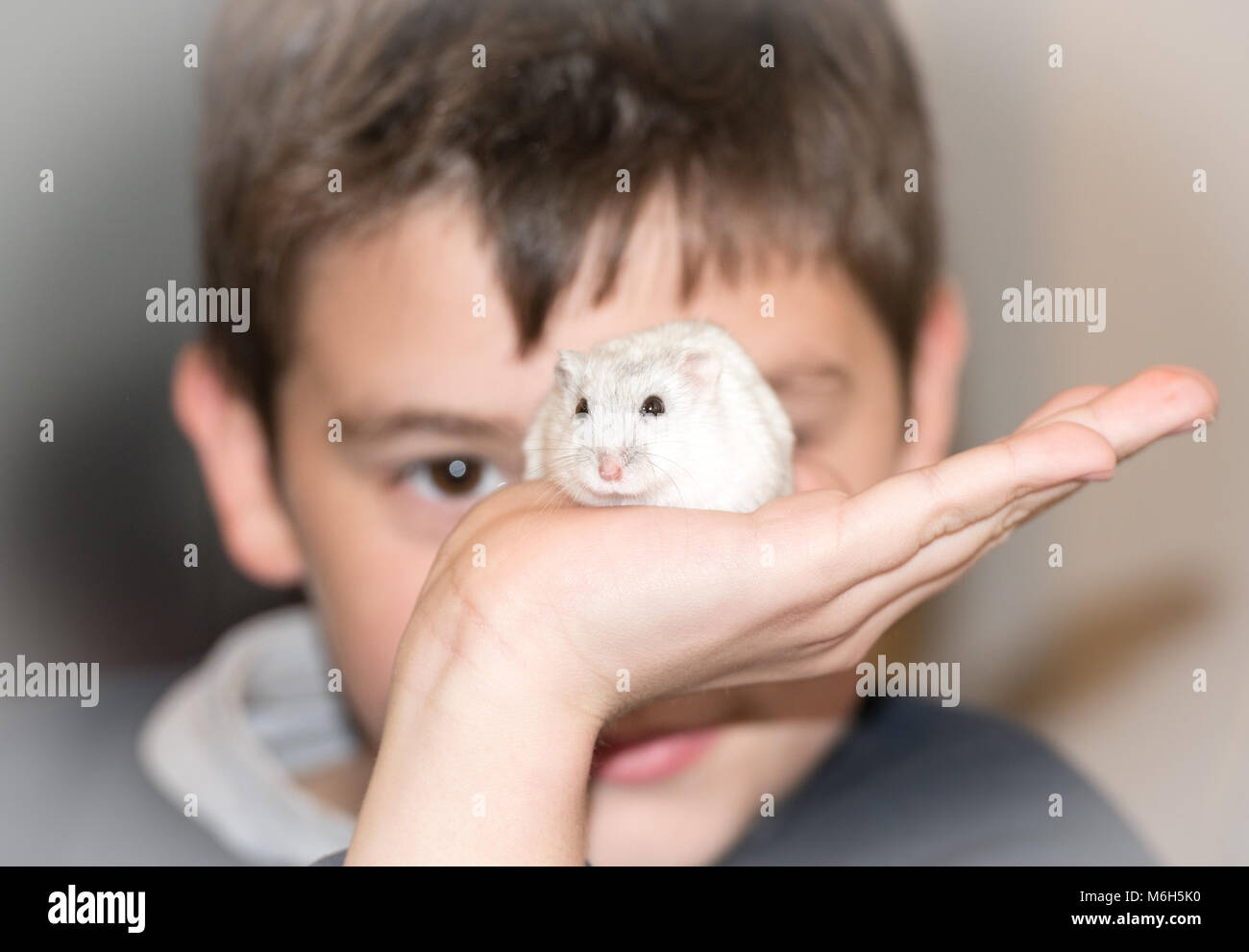 Little boy hands holding a white hamster - closeup,white vognette Stock ...