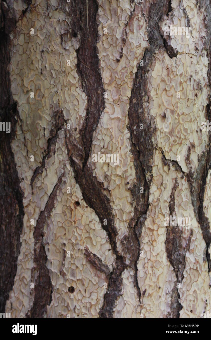 Tree close look hi-res stock photography and images - Alamy