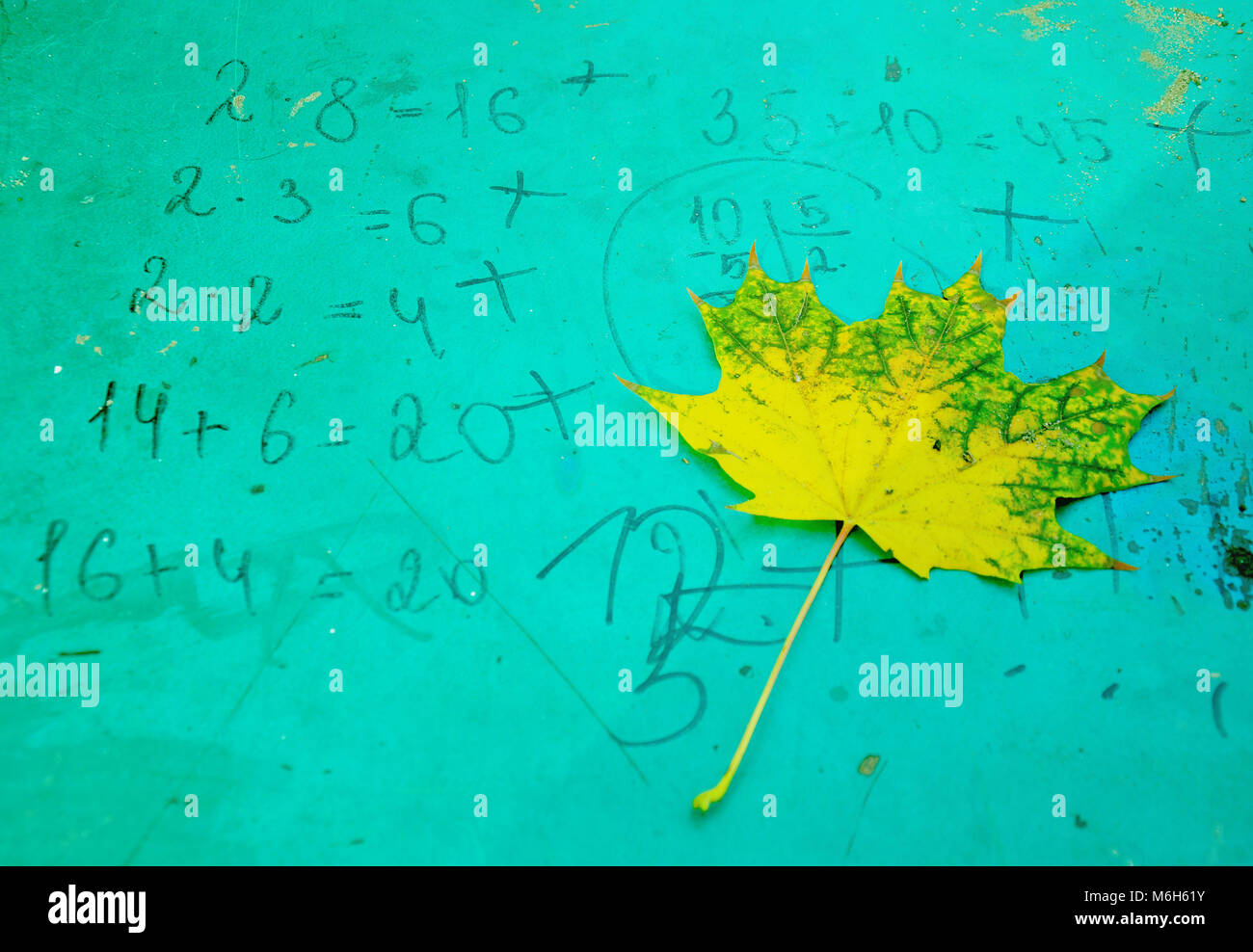 beautiful maple leaves in the fall Stock Photo - Alamy