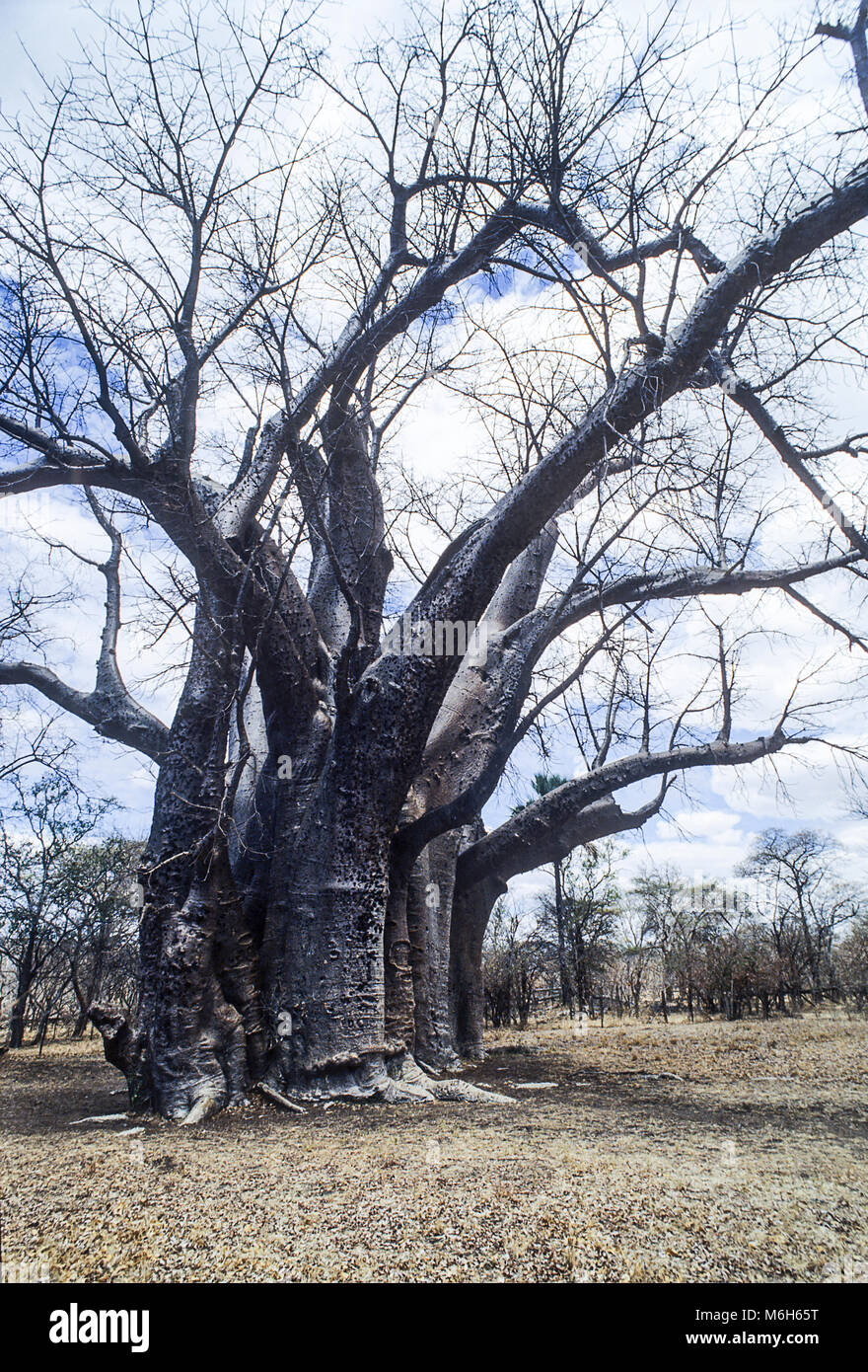 baobab (Adansonia digitata), Hwange National Park, Zimbabwe, Africa ...