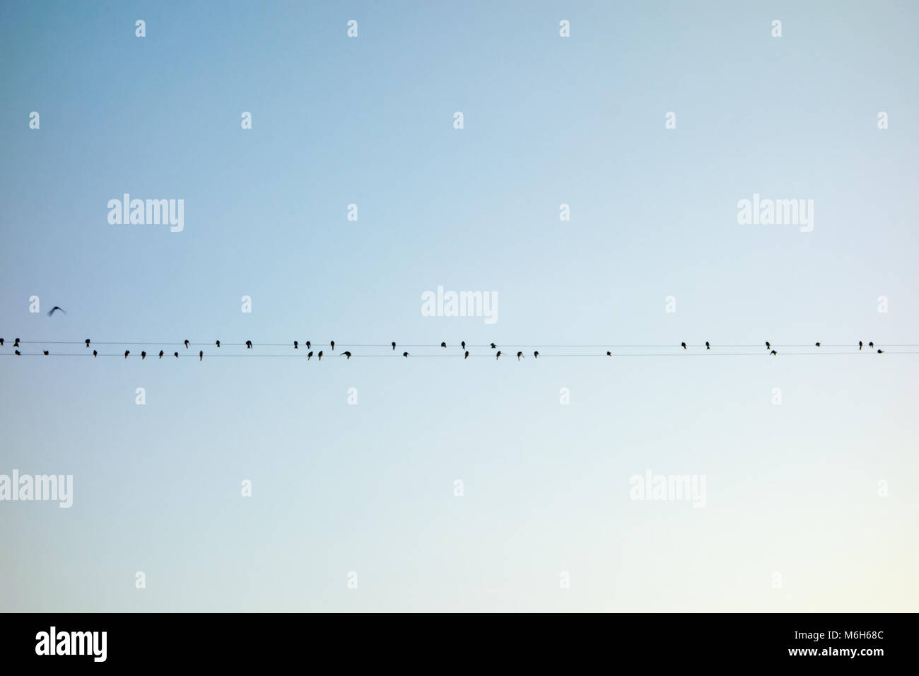 Row of birds hi-res stock photography and images - Alamy