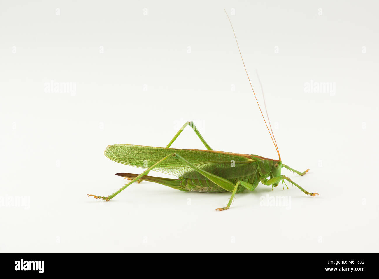 big green grasshopper isolated on white background Stock Photo - Alamy