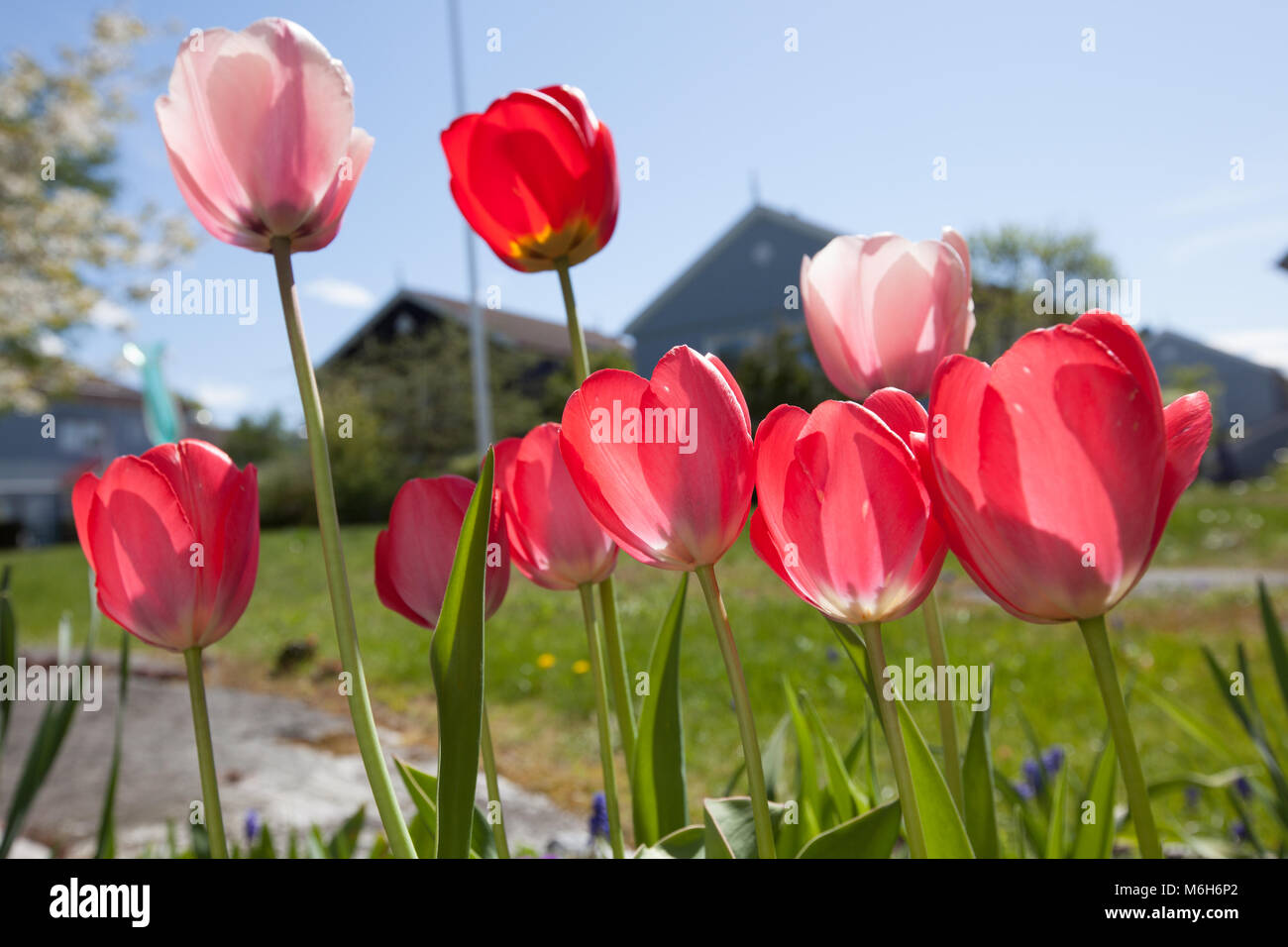 Tulipa red impression hi-res stock photography and images - Alamy