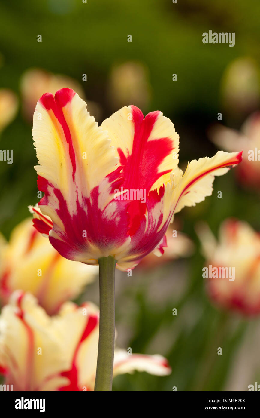 'Flaming Parrot' Parrot Tulip, Papegoya tulpan (Tulipa gesneriana Stock ...