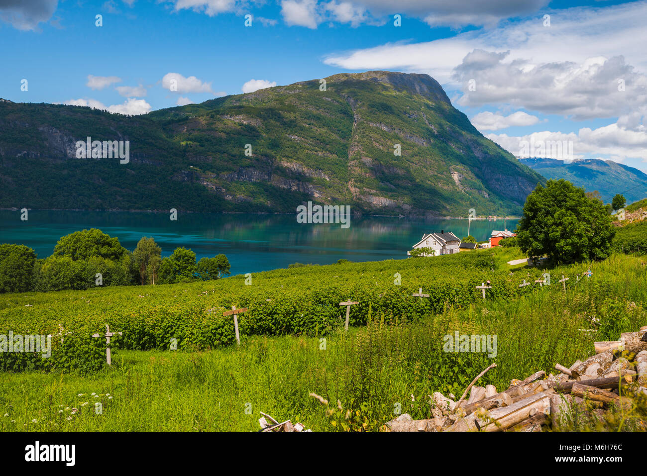 fjord panorama with orchard at Ornes, Norway, Lustrafjorden with its ...