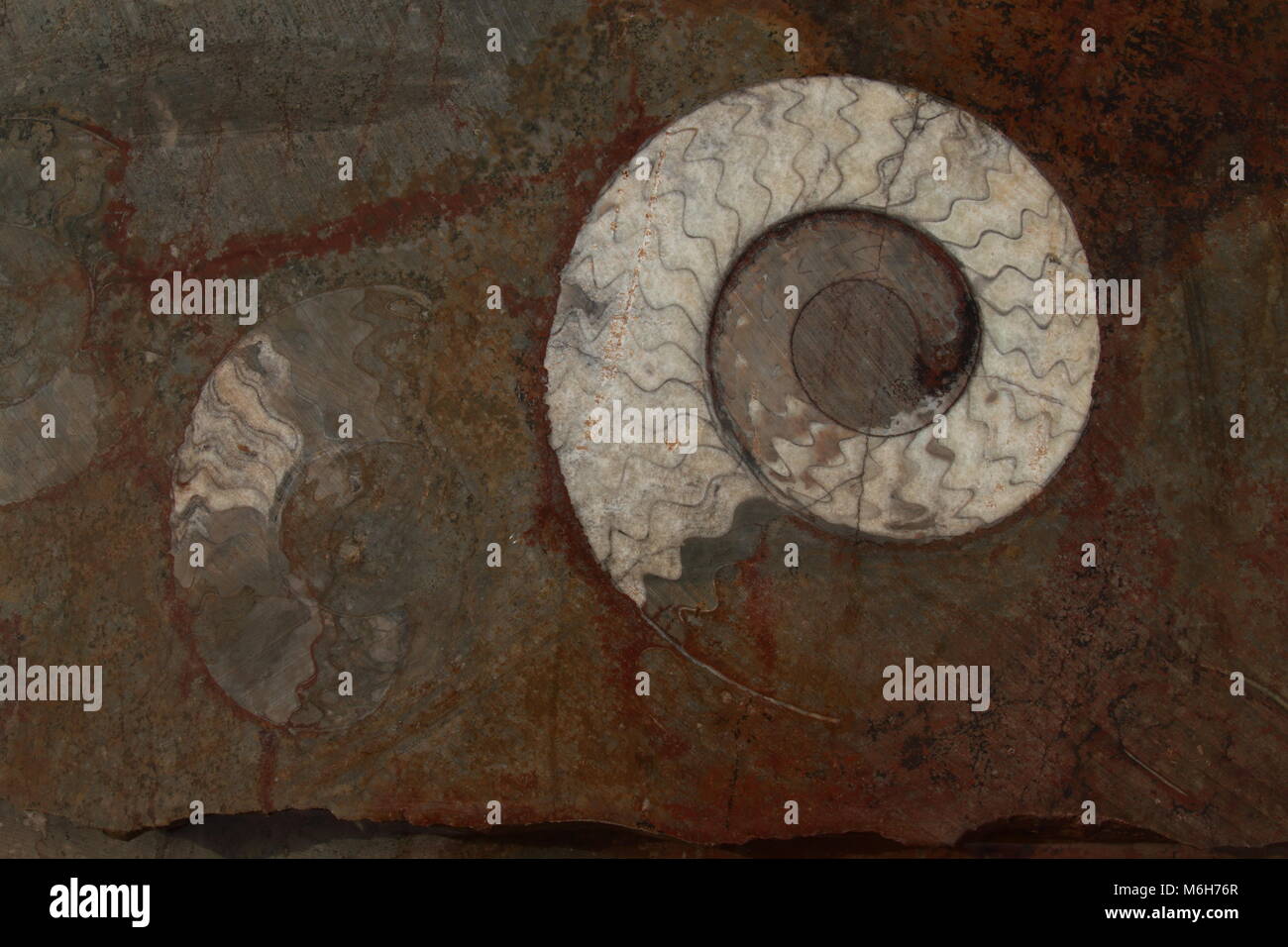 Place of many fossils hi-res stock photography and images - Alamy