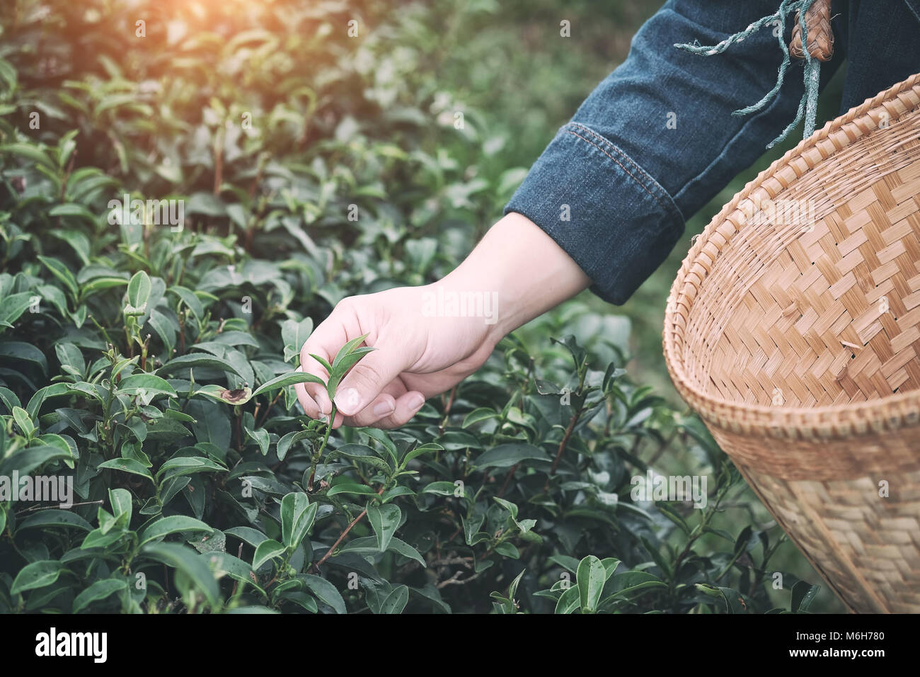 Agriculture Hand picking up organic tea leaves at a tea plantation for ...