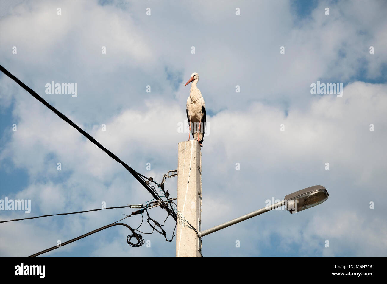 Stork stands on a pole with electric wires Stock Photo - Alamy