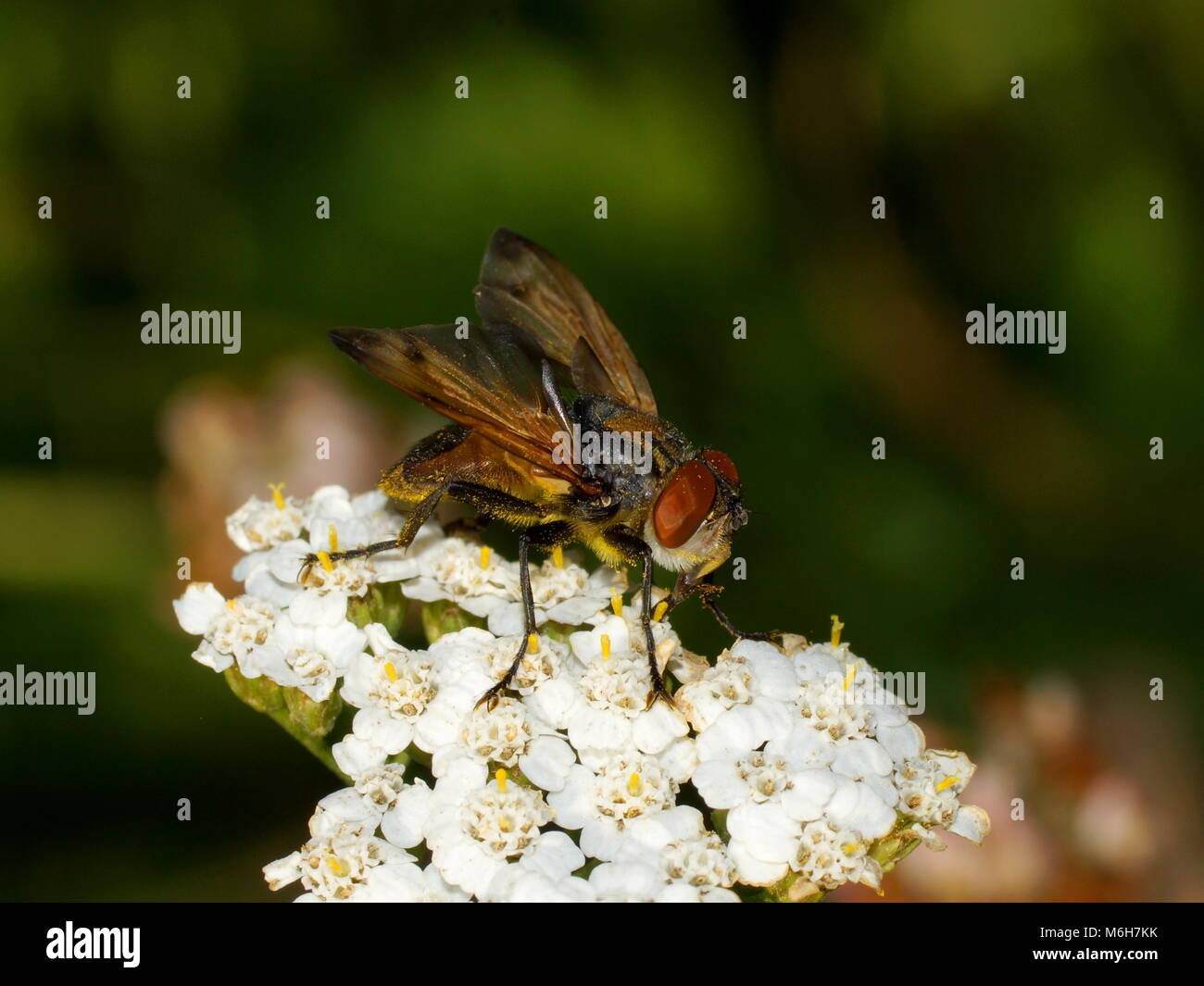 Beautiful fly with colored wings Phasia aurigera. beautiful fly sits on ...
