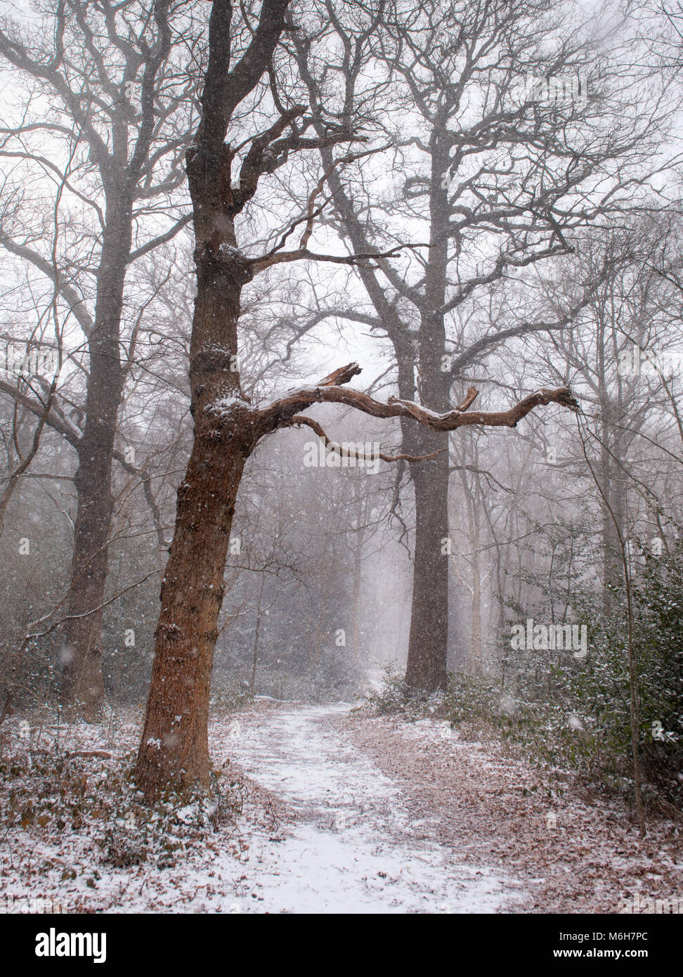 Snow covered path through forest of tall bare winter trees Stock Photo ...