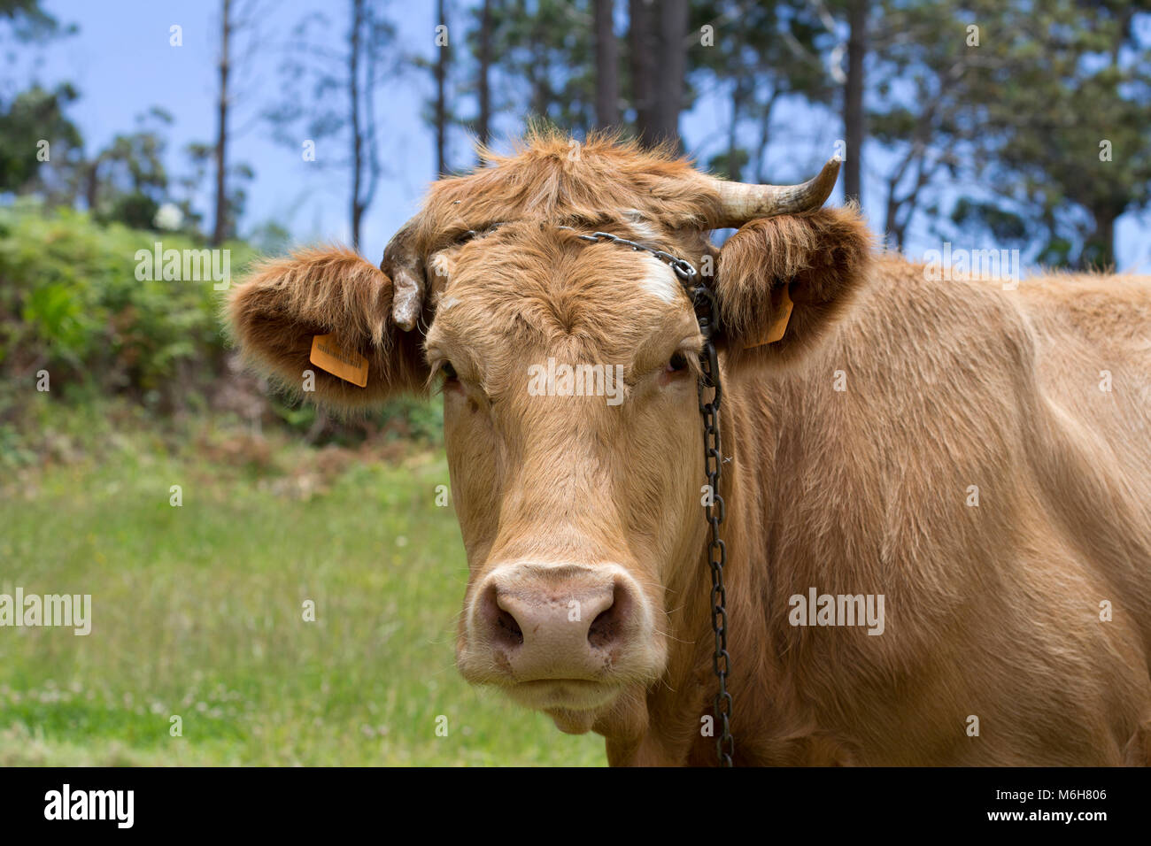 Portugal cow hi-res stock photography and images - Alamy