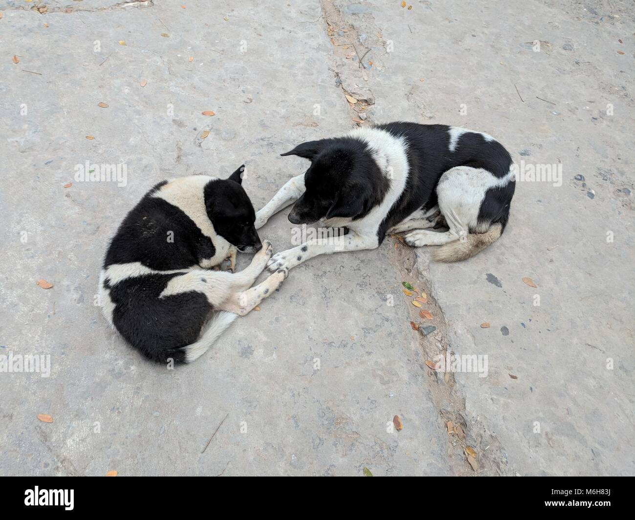 Dogs having some relaxing break in the street Stock Photo - Alamy