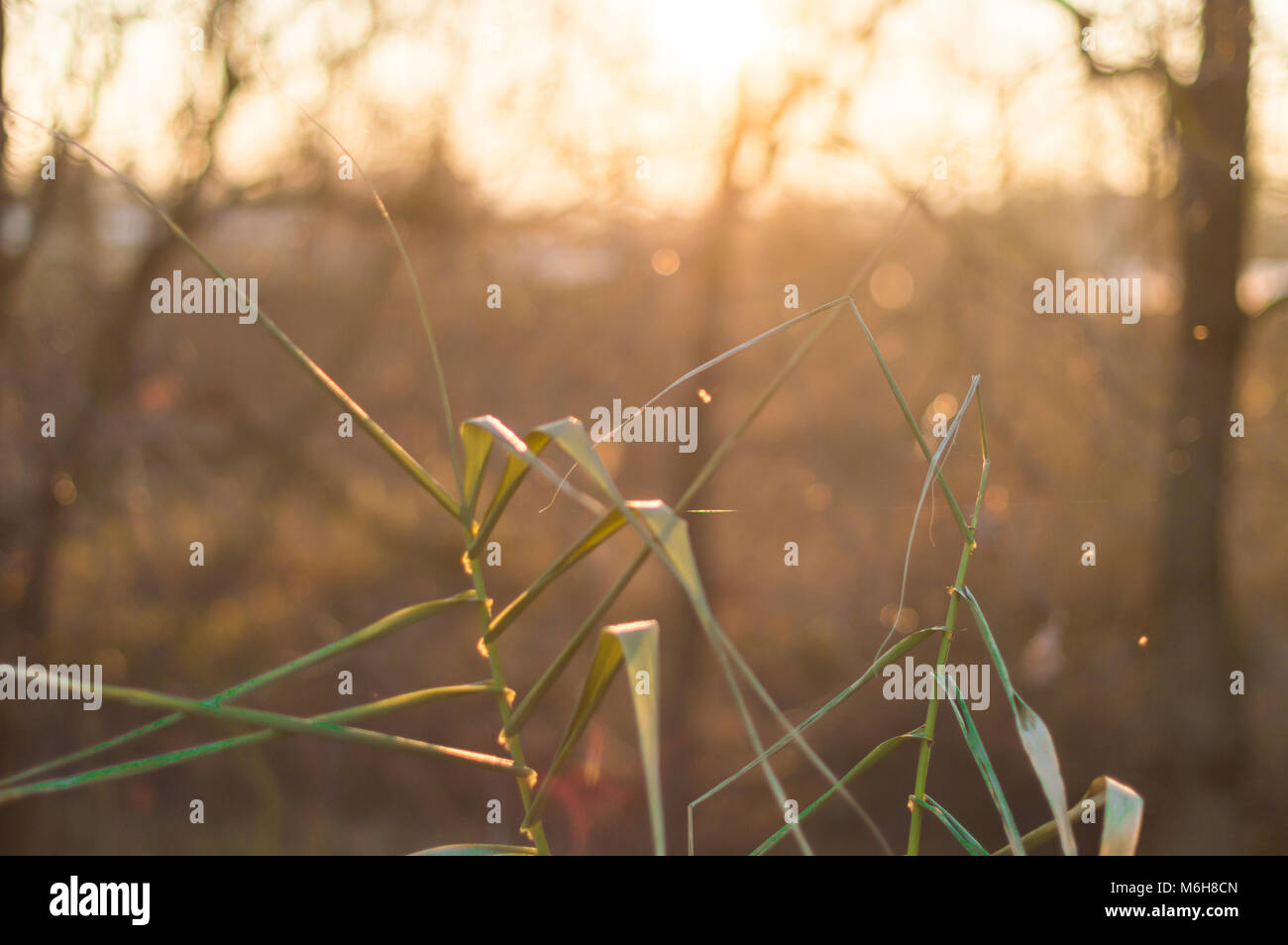 Detail of common reed at sunrise with countryside background Stock ...